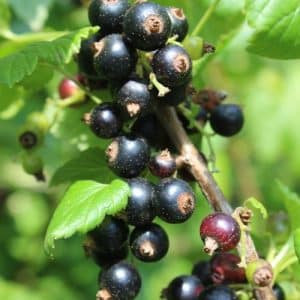 Les merveilles des fruits noirs: bienfaits et saveurs à explorer ...